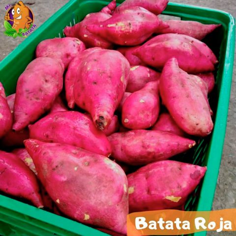 Batata Roja Criolla | Mr Batata Colombia
